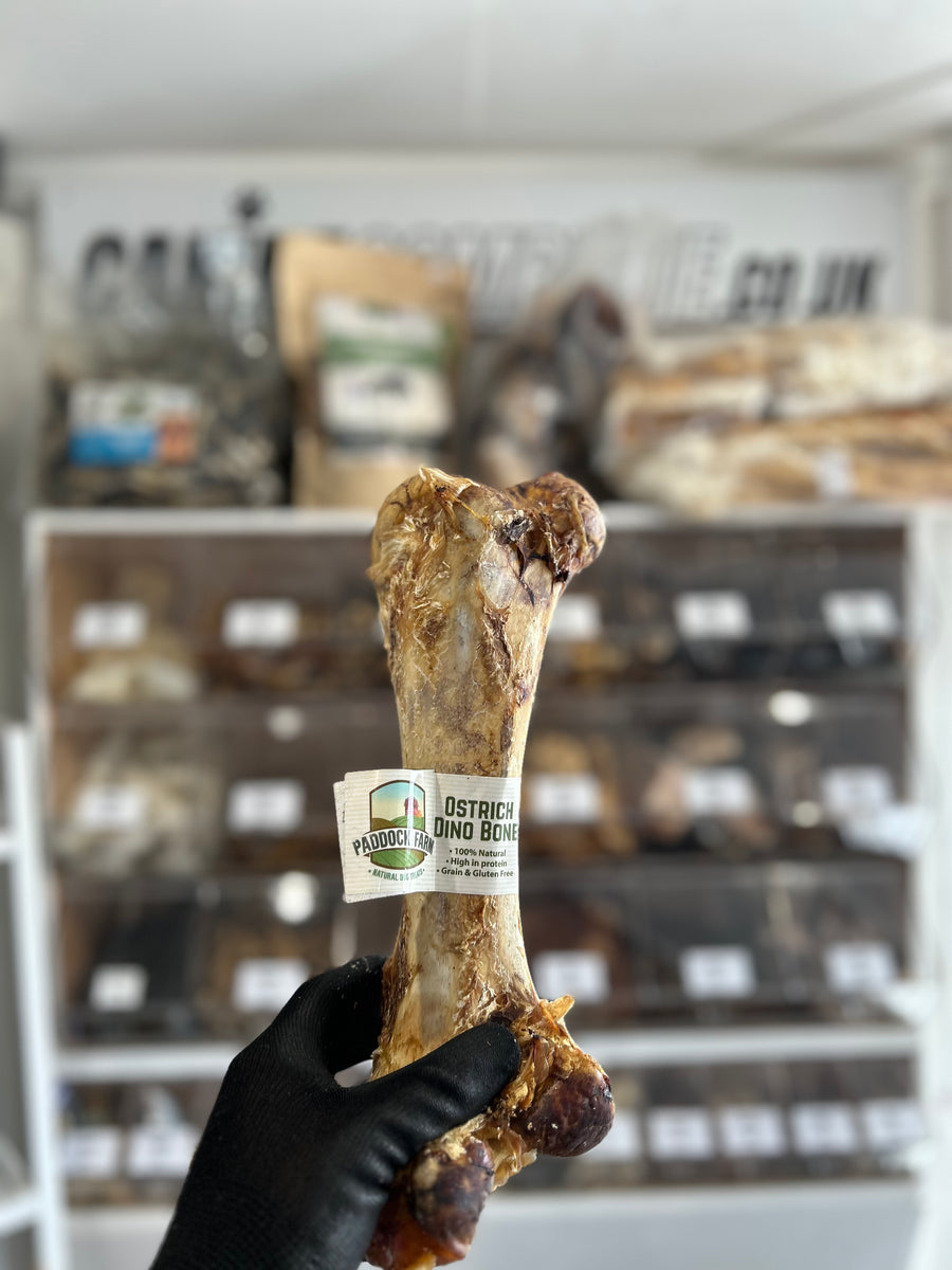 Ostrich Dino Bone for Dogs – Extra Large, Natural Chew for Strong Teeth ...