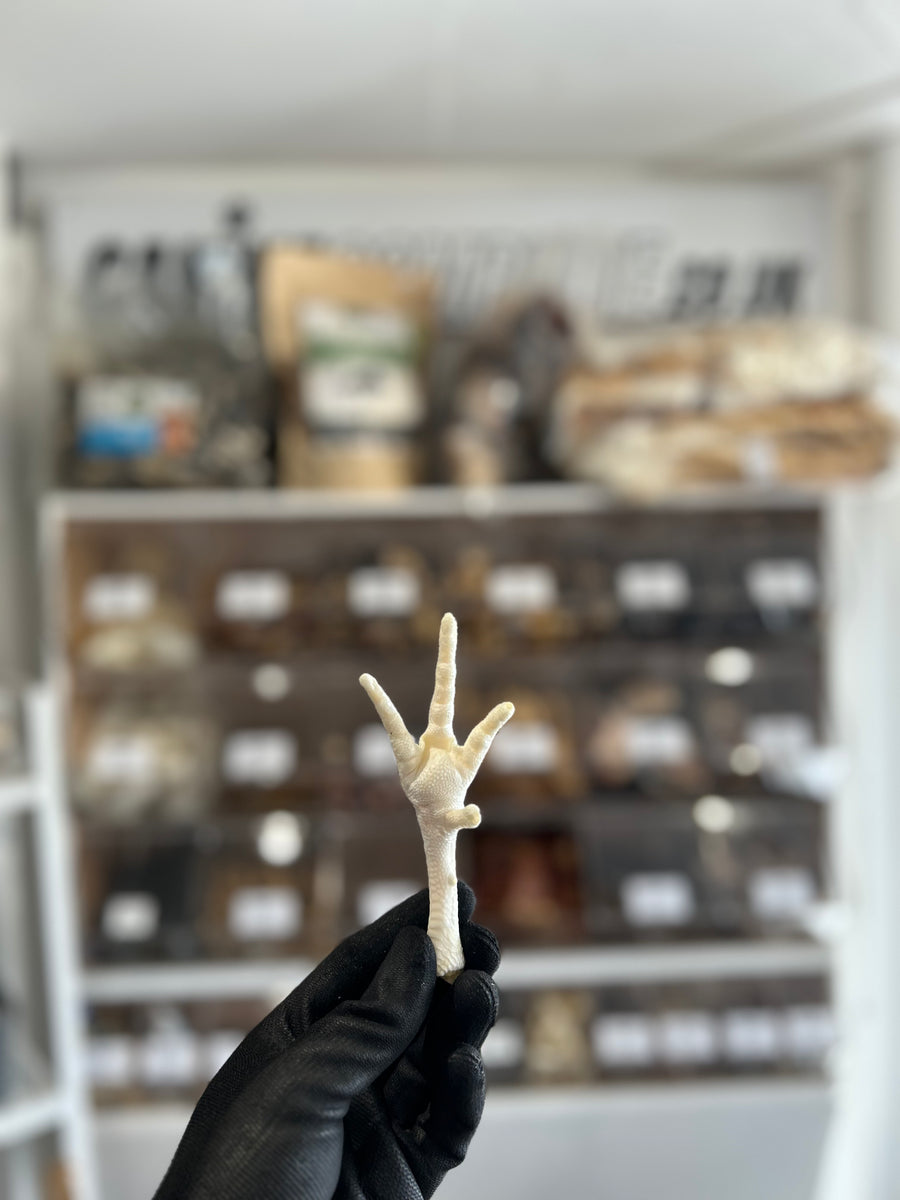 Puffed Chicken Foot for Dogs - Crunchy, Protein-Rich Treat for Healthy ...